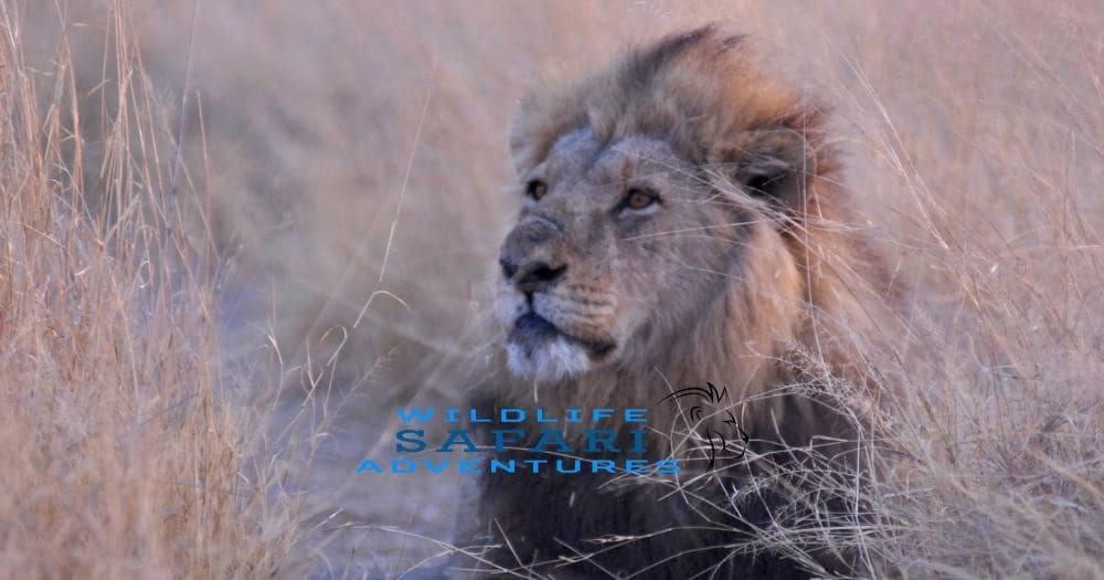 Wildlife Safari Adventures | Explore Africa’s Wilderness